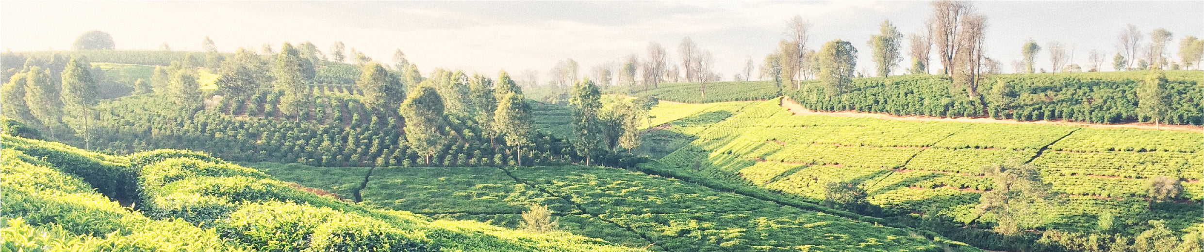 Shop Award-Winning Coffees | Crimson Cup Coffee & Tea